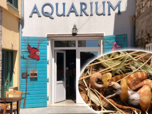 Aquarium Vodice - Travel Croatia Live